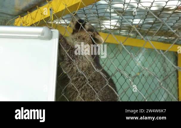 Animal menagerie Stock Videos & Footage - HD and 4K Video Clips - Alamy