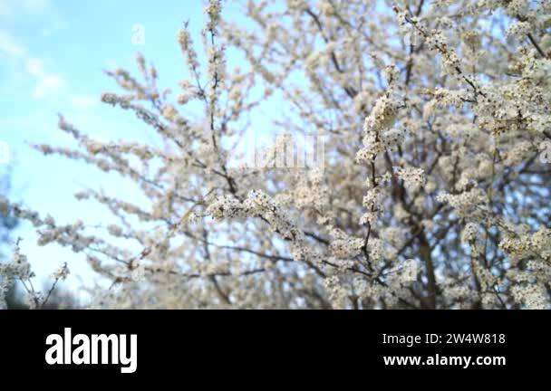 The flowering tree of spring reveals white flowers that move slowly ...