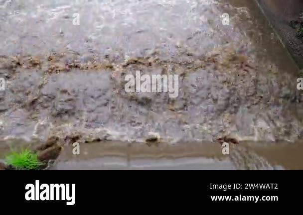 Thick sludge in channel of wastewater treatment plant. Biological ...