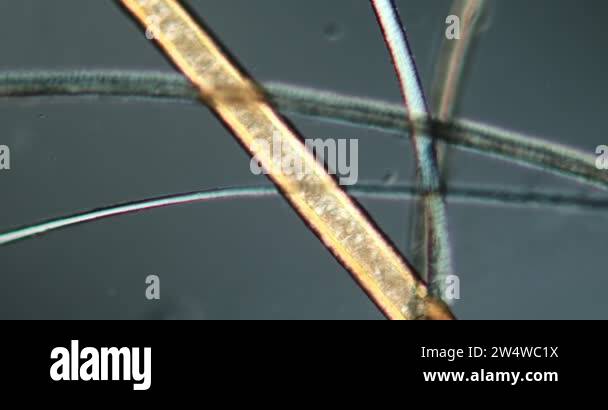 Fibers microscope Stock Videos & Footage - HD and 4K Video Clips - Alamy