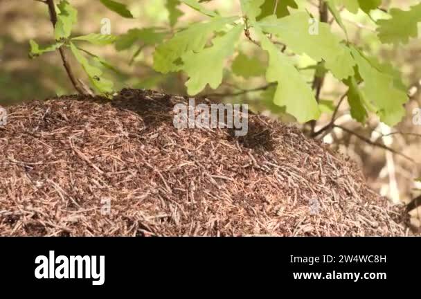 Colony of ants is building an anthill under an oak tree in a summer ...