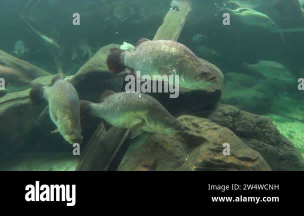 Catadromous species Stock Videos & Footage - HD and 4K Video Clips - Alamy