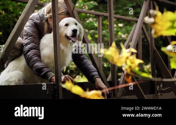 White dog breed Golden Retriever and bridge. Abandoned iron bridge in ...