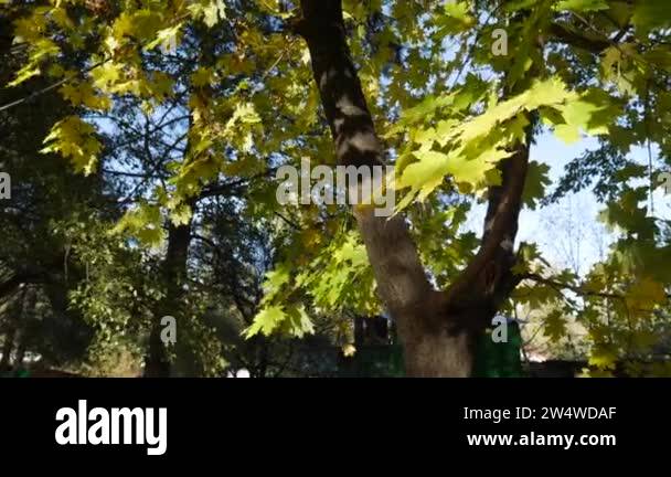 Tall maple tree Stock Videos & Footage - HD and 4K Video Clips - Alamy