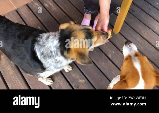 Mixed beed female dog eating pancake from master hand while Basenji ...