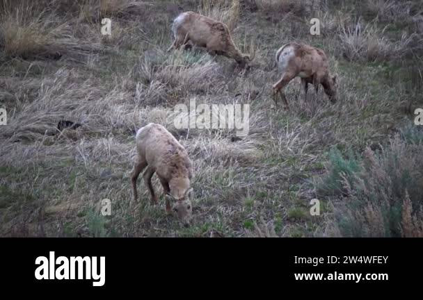 Ovis canadensis bighorn sheep Stock Videos & Footage - HD and 4K Video ...