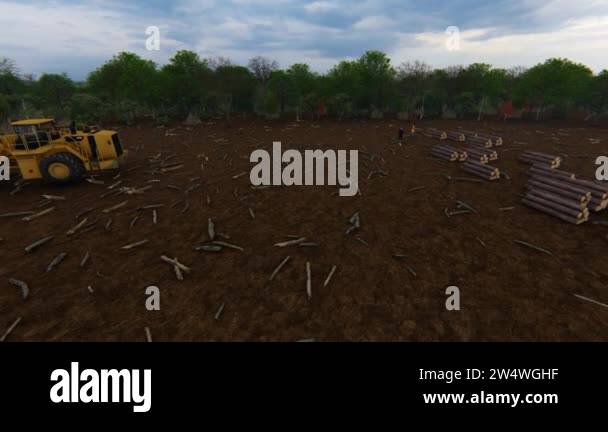 Deforestation tree stumps Stock Videos & Footage - HD and 4K Video ...