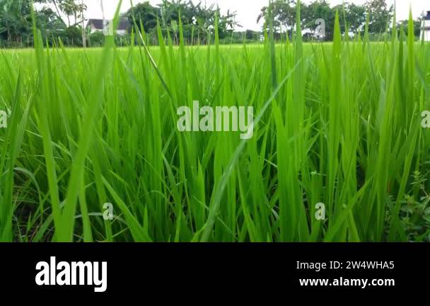 Green background, expanse of rice fields, with residential areas, full ...