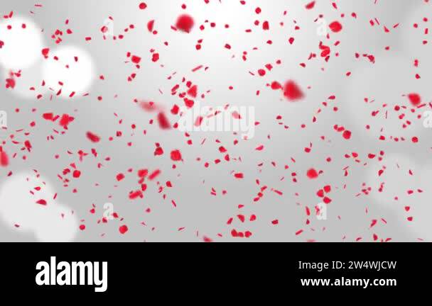 Rose Petals Red or Pink cherry Blossoms Blizzard Flying Loop Background ...