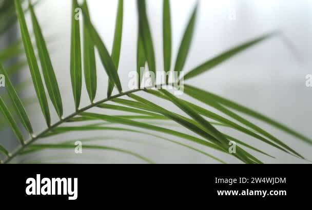 Cycas revoluta sago palm, king sago, sago cycad, Japanese sago palm is ...