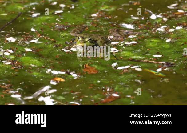 Common frog, Rana temporaria, single reptile croaking in water, also ...