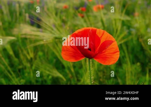 Close up red poppy flowers in green field on sunset daisies in the wind ...