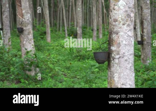 Tropical rubber milk Stock Videos & Footage - HD and 4K Video Clips - Alamy