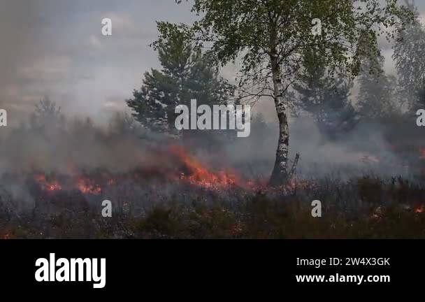Heath ecosystem Stock Videos & Footage - HD and 4K Video Clips - Alamy