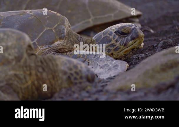 Genus chelonia Stock Videos & Footage - HD and 4K Video Clips - Alamy