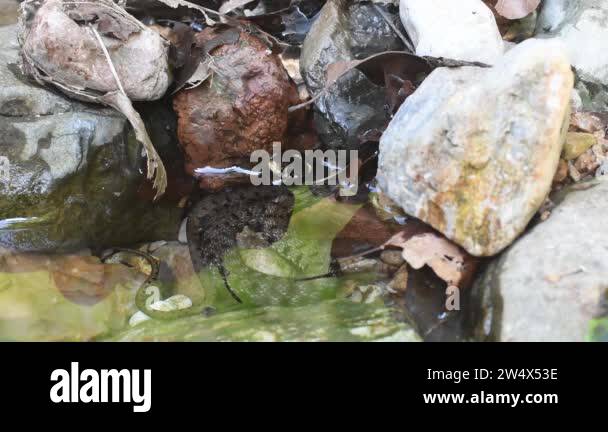 water snake in a pond, Natrix natrix, tongue of snake, water snake ...