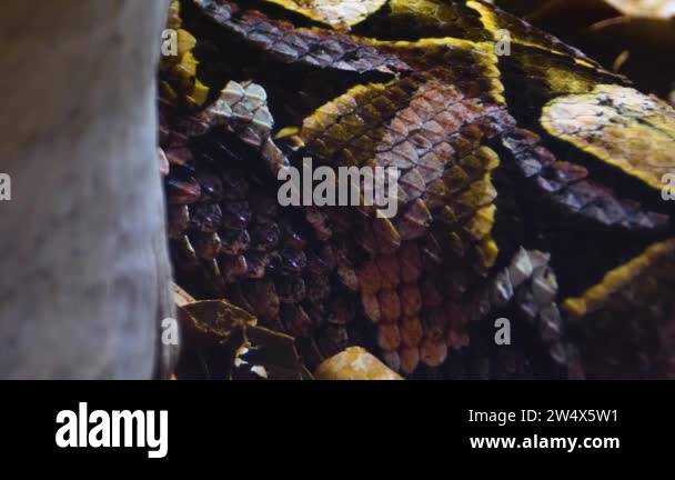 Gaboon viper snake Stock Videos & Footage - HD and 4K Video Clips - Alamy