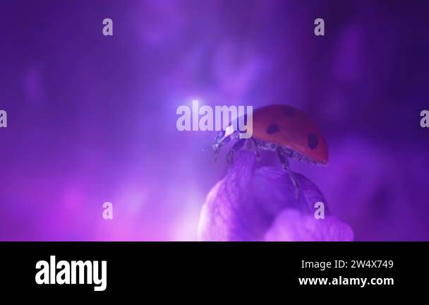 Ladybug lights Stock Videos & Footage - HD and 4K Video Clips - Alamy