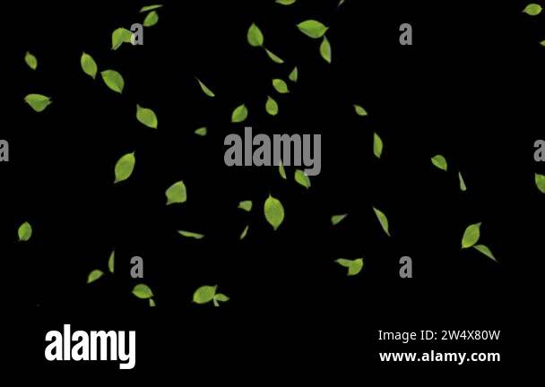 Leaves Green Falling with Autumn Leaves Realistic 3D 4K Alpha Channel ...