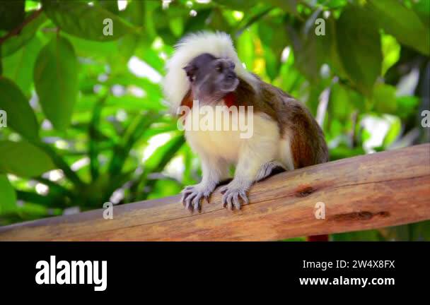 Little white monkey Stock Videos & Footage - HD and 4K Video Clips - Alamy