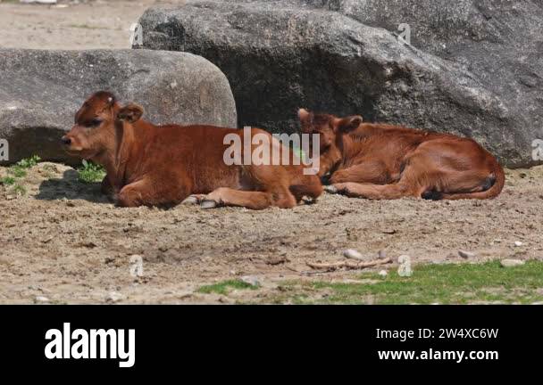 Baby Aurochs, Heck cattle, Bos primigenius taurus, claimed to resemble ...