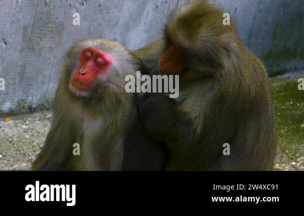 Female macaque grooming Stock Videos & Footage - HD and 4K Video Clips ...