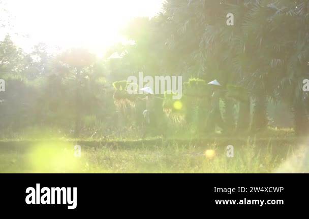 Father and son are working together to bring rice together. Lifestyle ...