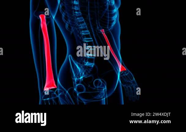 Human skeleton Radius Bone Anatomy Loopable 3D Illustration For Medical ...
