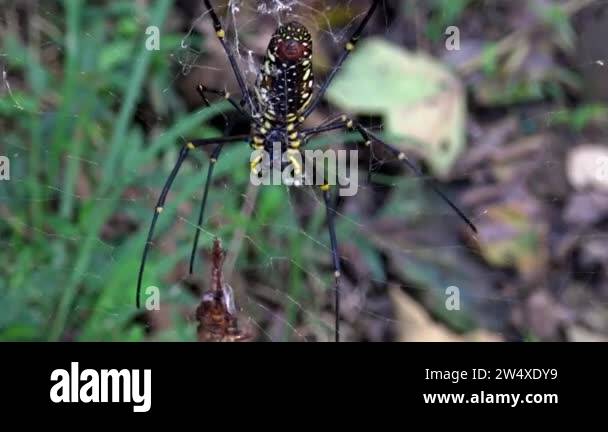 4K, A female giant woods spider with its prey and eating it in forest ...