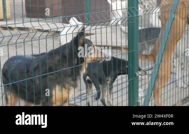 Unwanted and homeless dogs barking in animal shelter and wag their tail ...