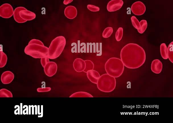 Red Blood Cells Flowing Inside Humen Vein Perfect Loop Background ...
