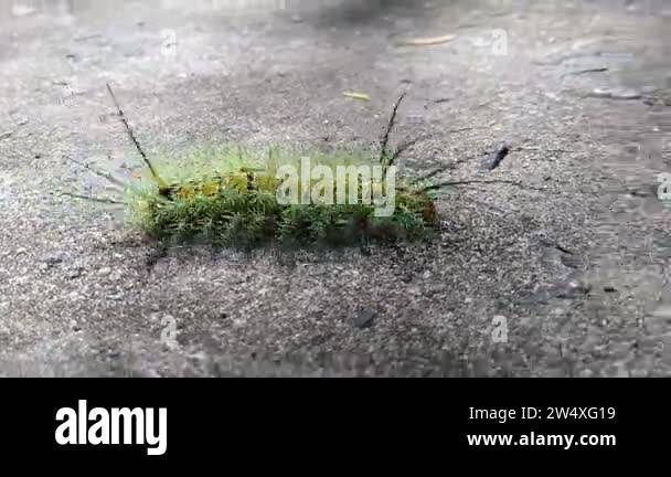 Fire caterpillars Stock Videos & Footage - HD and 4K Video Clips - Alamy