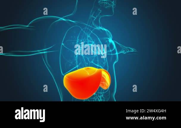 Diagram respiratory system drawing Stock Videos & Footage - HD and 4K ...