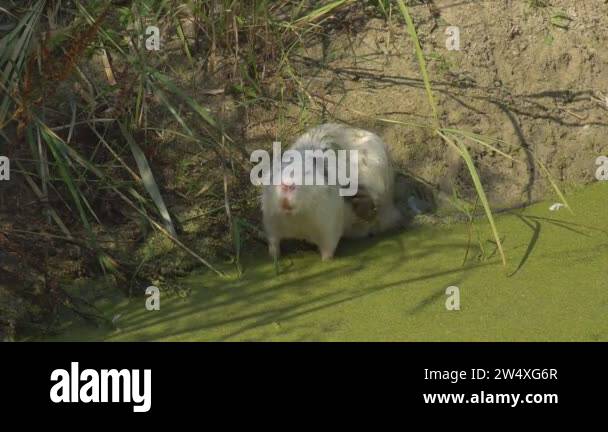 Animal nutria in the wild. Behavior and lifestyle of animal nutria in ...