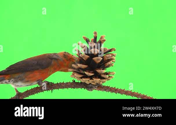 male of the red beak moves along the branch and pecks the cone of the ...