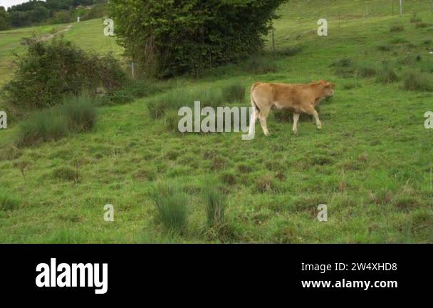 A Young calf child walks through a meadow with fresh green grass to a ...