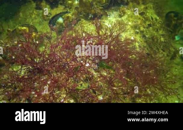 Algae of the Black Sea. Red and Green algae (Ceramium, Ulva ...