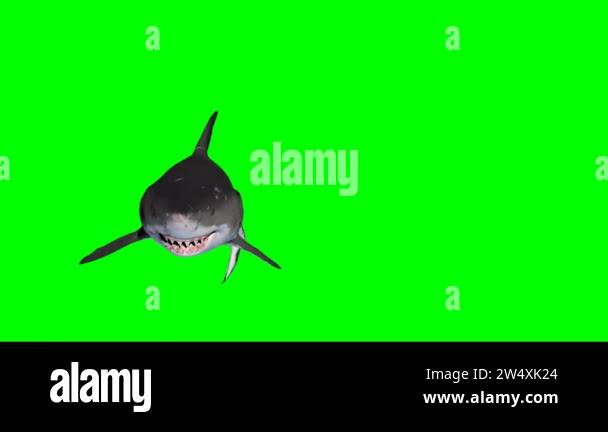 Shark attacking Stock Videos & Footage - HD and 4K Video Clips - Alamy