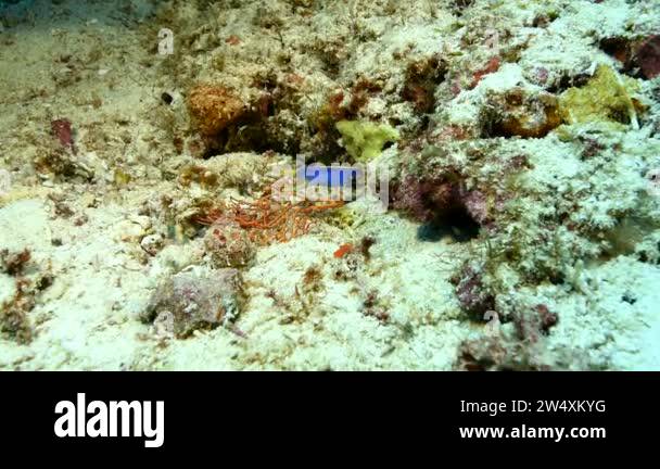 A blue ribbon eel crawled out of the coral reef and shakes its head ...