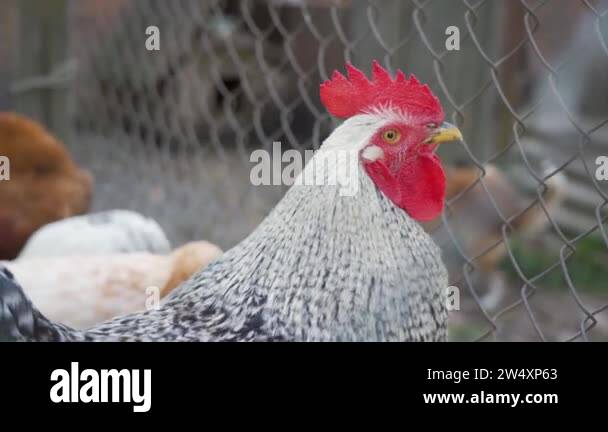 Grey rooster Stock Videos & Footage - HD and 4K Video Clips - Alamy