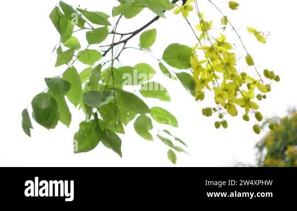 Cassia fistula, known as the golden rain tree, canafistula, and in ...