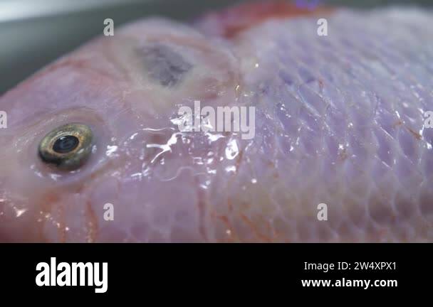 Pink perch fish Stock Videos & Footage - HD and 4K Video Clips - Alamy