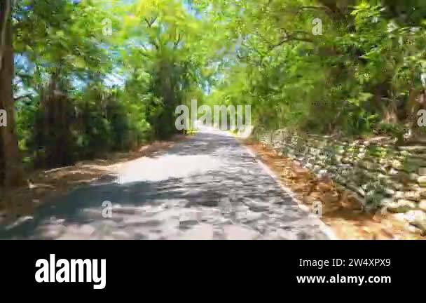 Beautiful tree lined road in the Tunnel of Trees on drive through ...