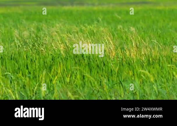 Rice lowland grass Stock Videos & Footage - HD and 4K Video Clips - Alamy