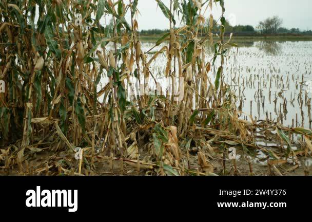 Flood corn mold blight maize yellow ears plants field damaged flooded ...