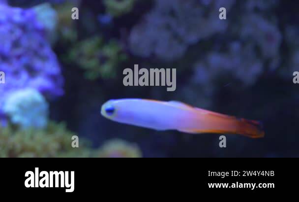 Species of dartfish Stock Videos & Footage - HD and 4K Video Clips - Alamy