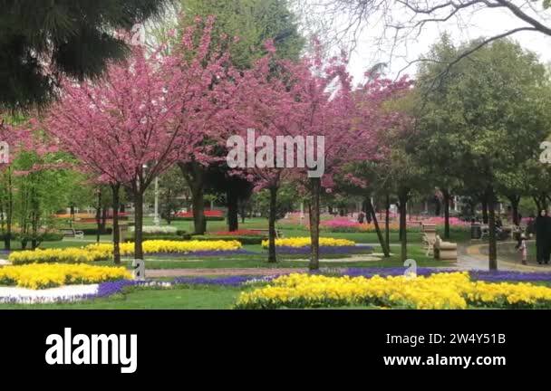 Spectacular views of the tulip garden located in Turkey, which has rich ...
