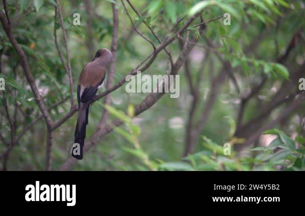 4K, A Grey Treepie, also known as the Himalayan treepie, resting and ...