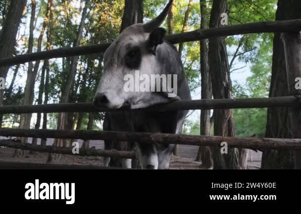 Breeding farm animals livestock Stock Videos & Footage - HD and 4K ...
