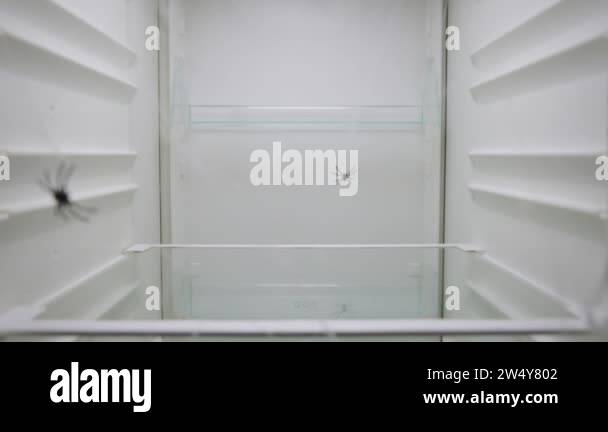 Woman opens door of fridge and sees inside spider web with spiders ...